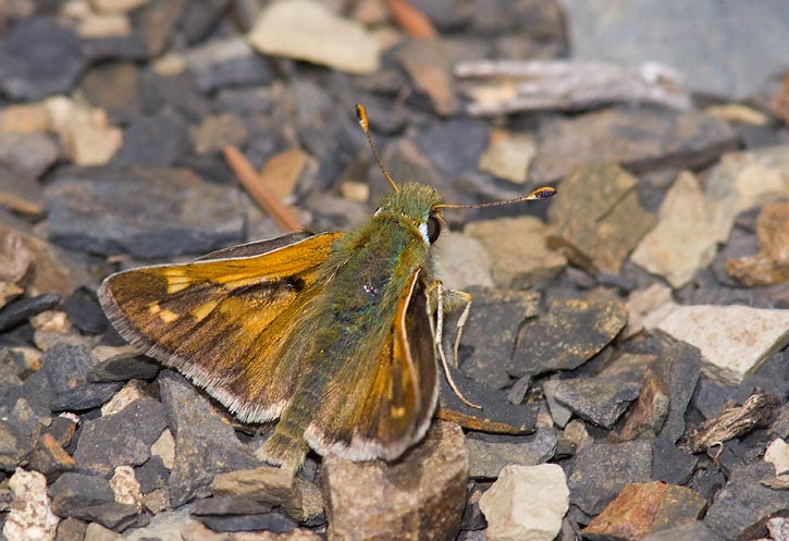 Western Branded Skipper (Hesperia colorado) AKA Common Branded Skipper