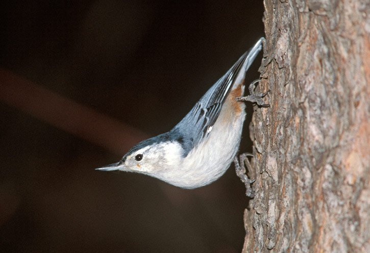 White-breasted Nuthatch (Sitta carolinensis)