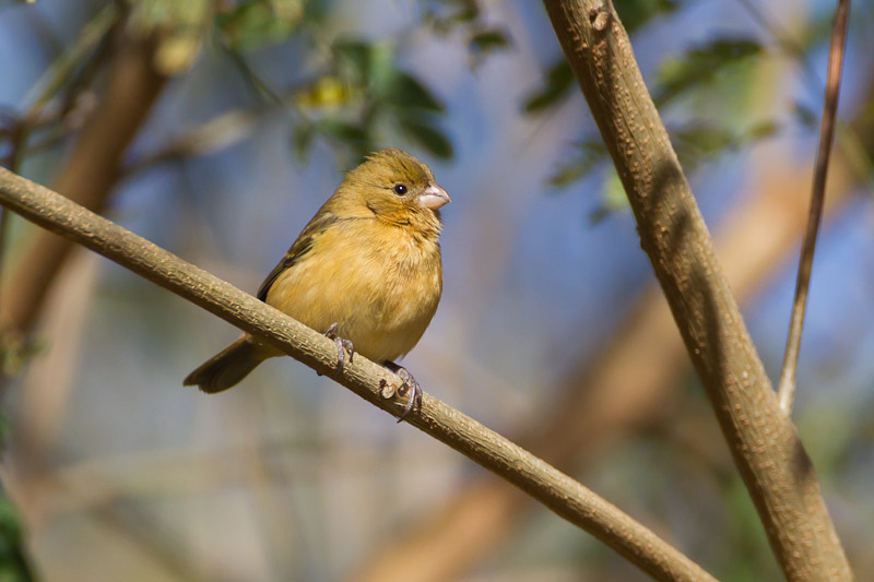 White-collared Seedeater (Sporophila torqueola)