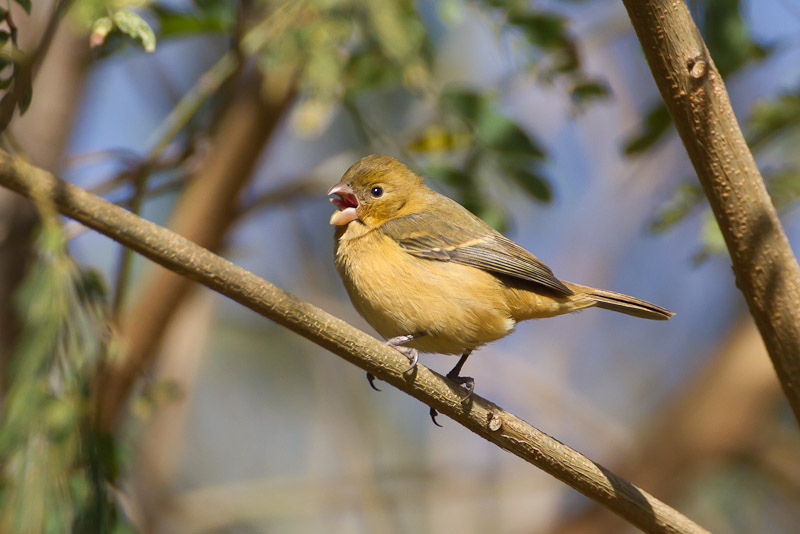 White-collared Seedeater (Sporophila torqueola)