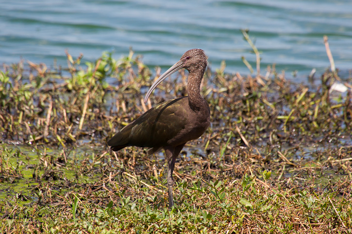 White-faced Ibis (Plegadis chihi)