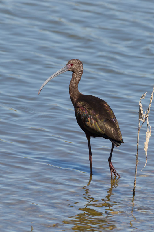 White-faced Ibis (Plegadis chihi)