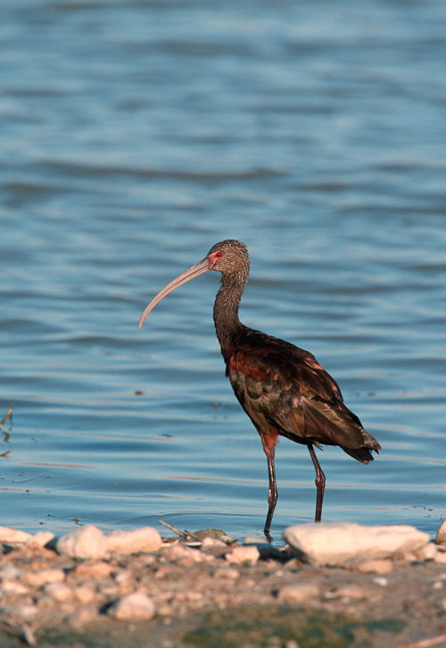 White-faced Ibis (Plegadis chihi)