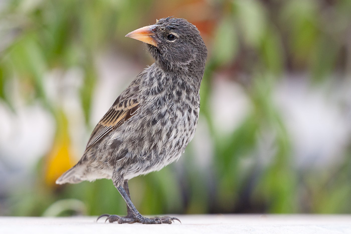 Common Cactus-Finch (Geospiza scandens)