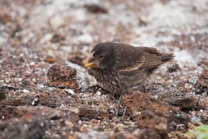 Large Ground-Finch (Geospiza magnirostris)
