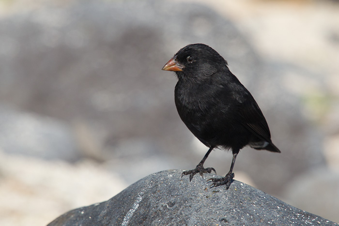 Small Ground-Finch (Geospiza fuliginosa)