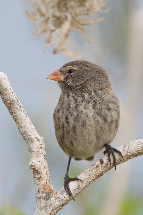 Small Ground-Finch (Geospiza fuliginosa)