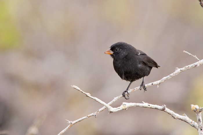 Small Ground-Finch (Geospiza fuliginosa)