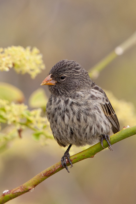 Small Ground-Finch (Geospiza fuliginosa)