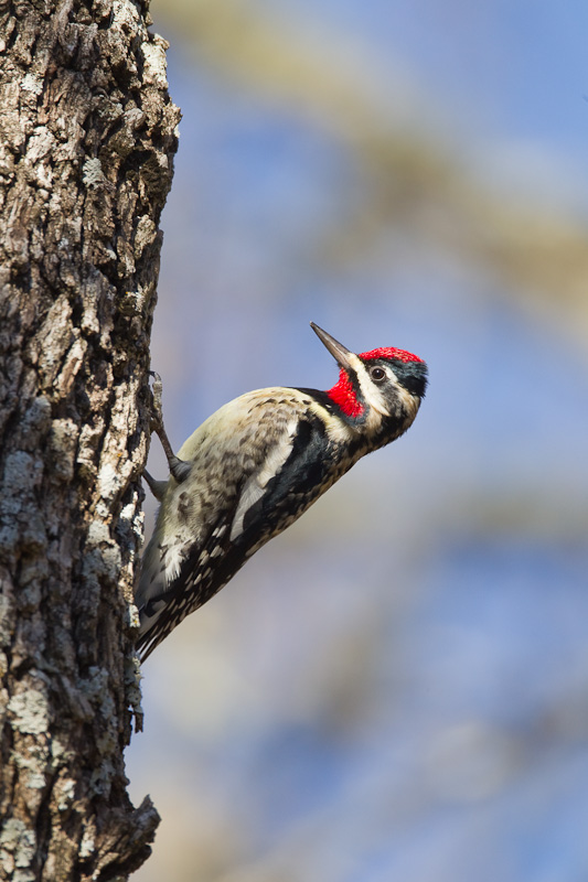 Yellow-bellied Sapsucker (Sphyrapicus varius)