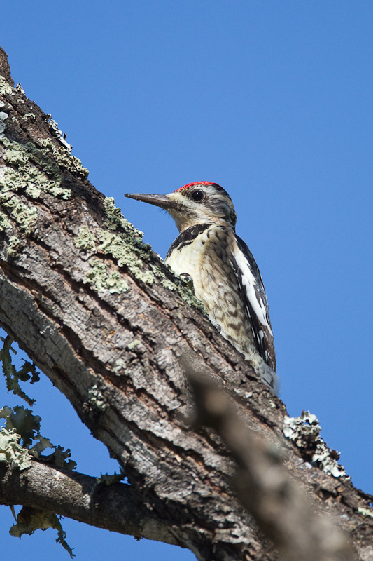 Yellow-bellied Sapsucker (Sphyrapicus varius)
