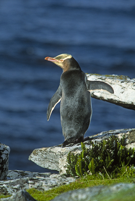 Yellow-eyed Penguin (Megadyptes antipodes)