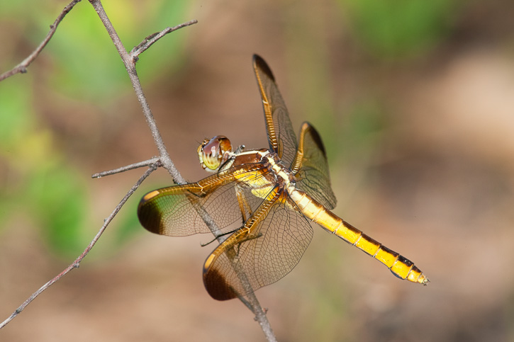 Yellow-sided Skimmer (Libellula flavida)