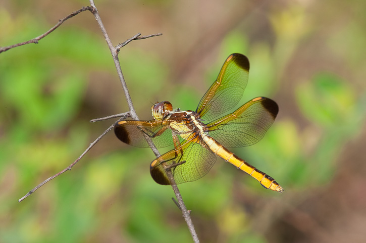 Yellow-sided Skimmer (Libellula flavida)