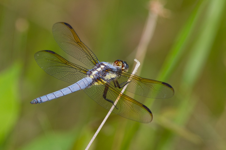 Yellow-sided Skimmer (Libellula flavida)