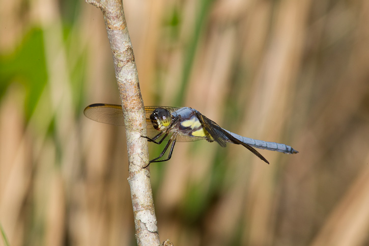 Yellow-sided Skimmer (Libellula flavida)