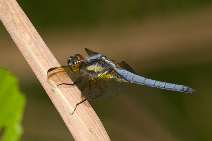 Yellow-sided Skimmer (Libellula flavida)