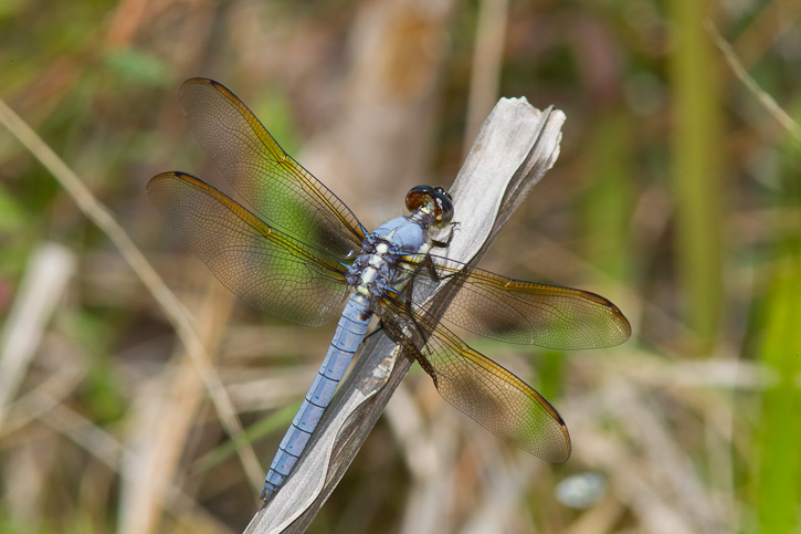 Yellow-sided Skimmer (Libellula flavida)