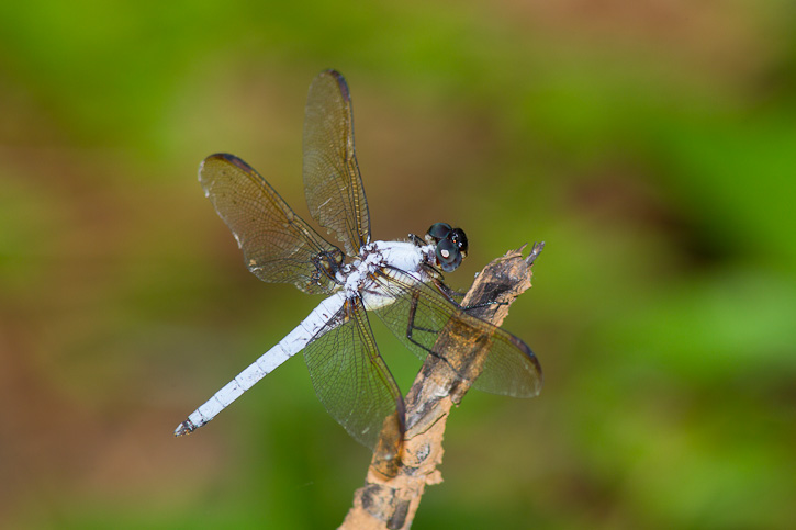 Yellow-sided Skimmer (Libellula flavida)