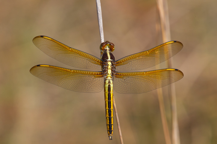 Yellow-sided Skimmer (Libellula flavida)