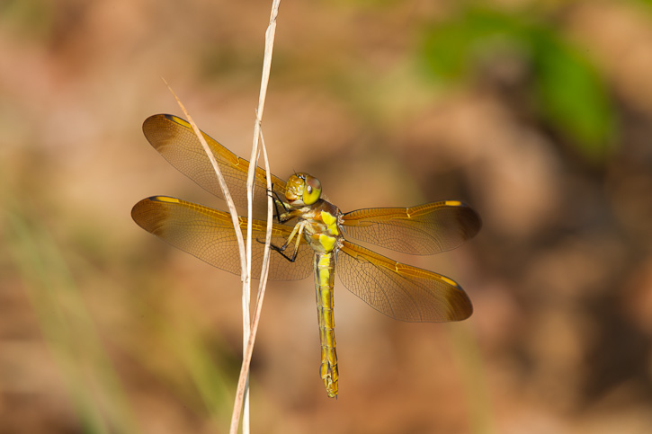 Yellow-sided Skimmer (Libellula flavida)