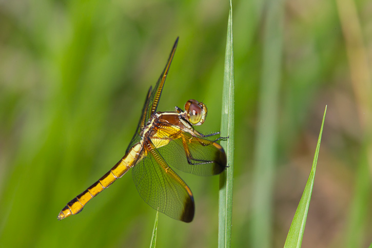 Yellow-sided Skimmer (Libellula flavida)