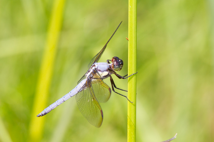 Yellow-sided Skimmer (Libellula flavida)