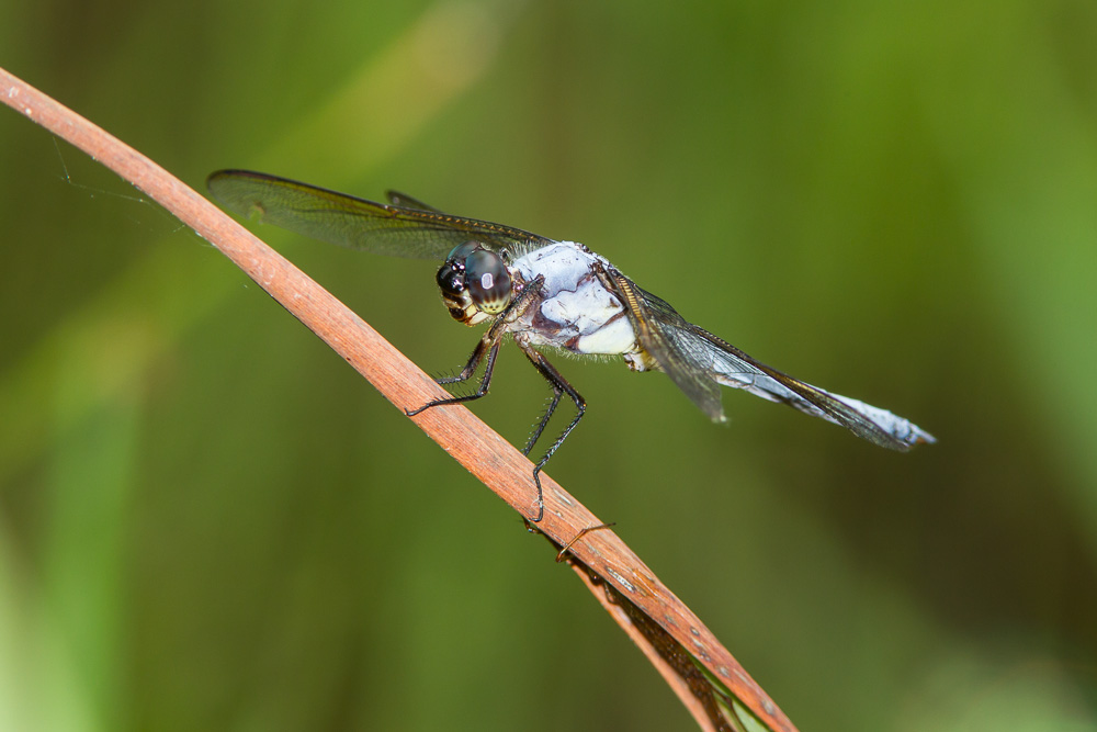Yellow-sided Skimmer (Libellula flavida)